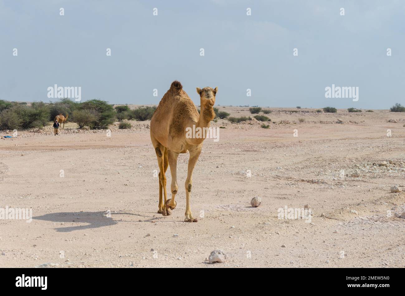 Camels grazing in the desert in Qatar Stock Photo - Alamy