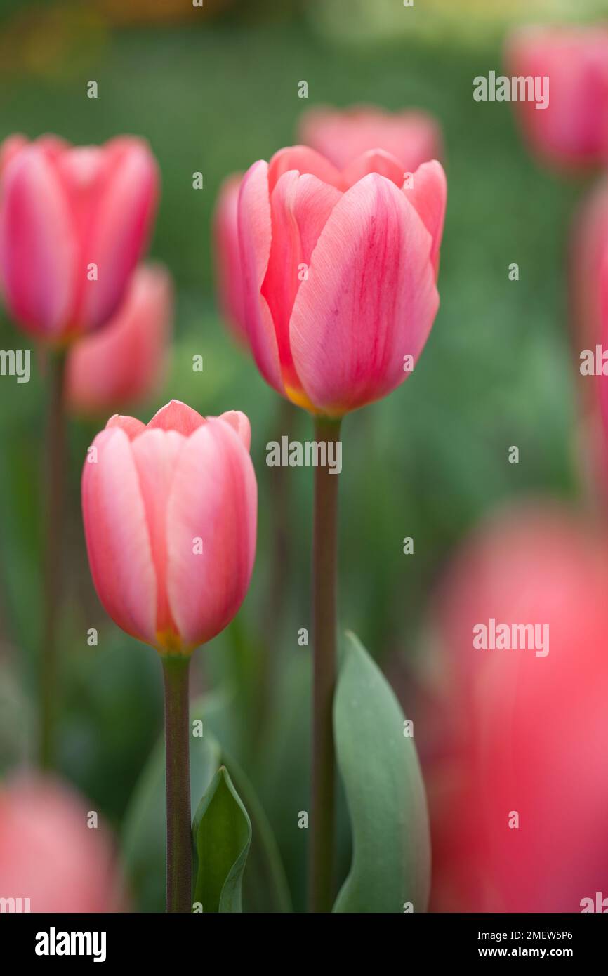 Vertical cosmopolitan hi-res stock photography and images - Alamy