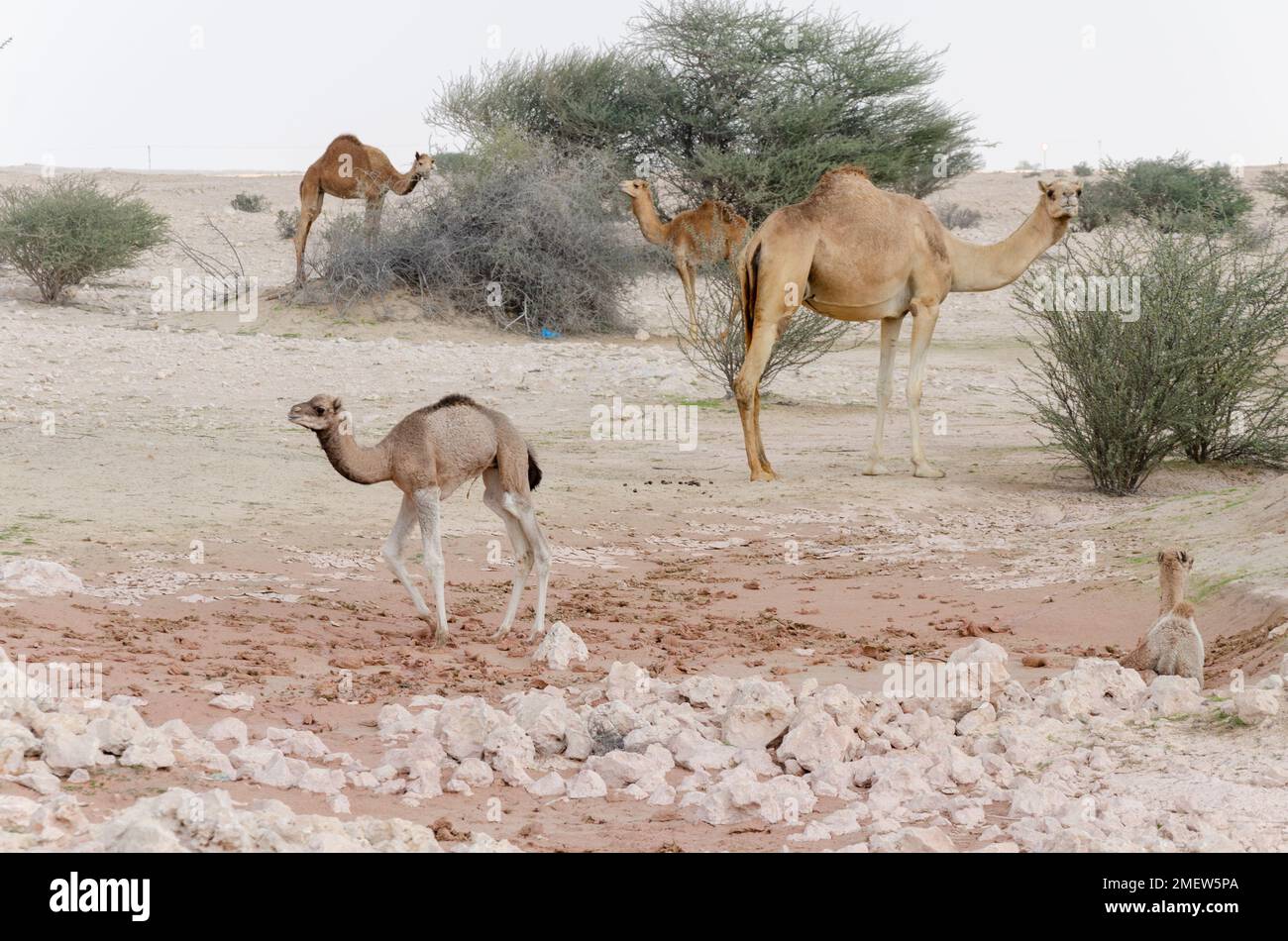 Camels grazing in the desert in Qatar Stock Photo - Alamy