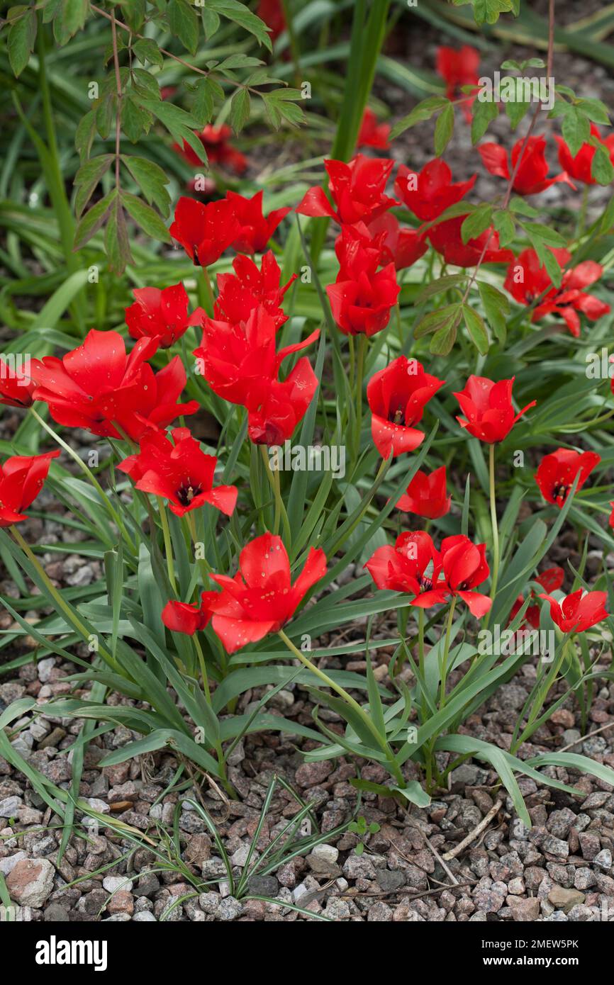 Tulipa linifolia 'Red Hunter' Stock Photo - Alamy