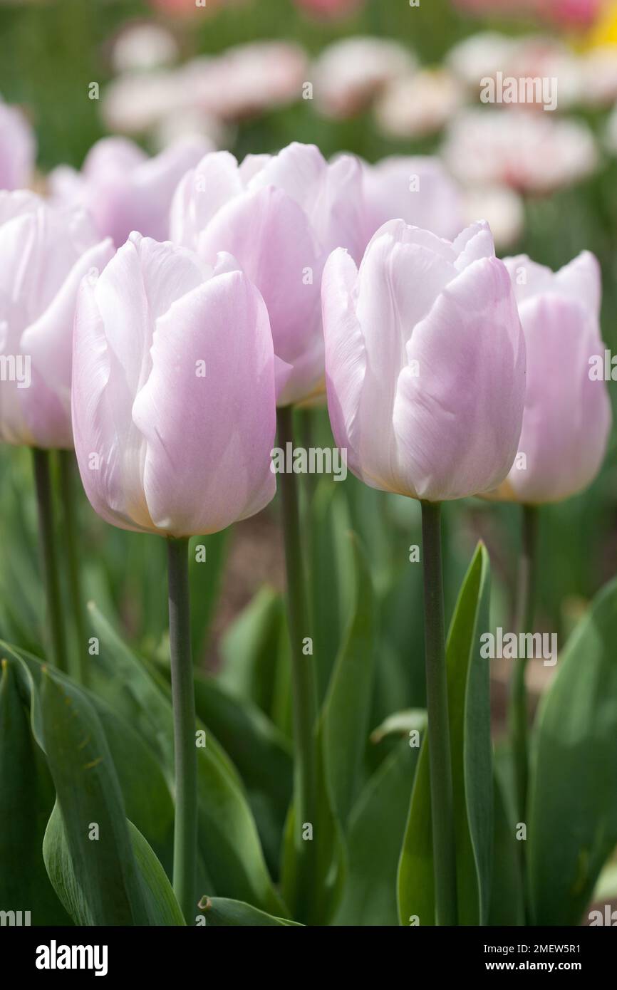 Candy prince hi-res stock photography and images - Alamy