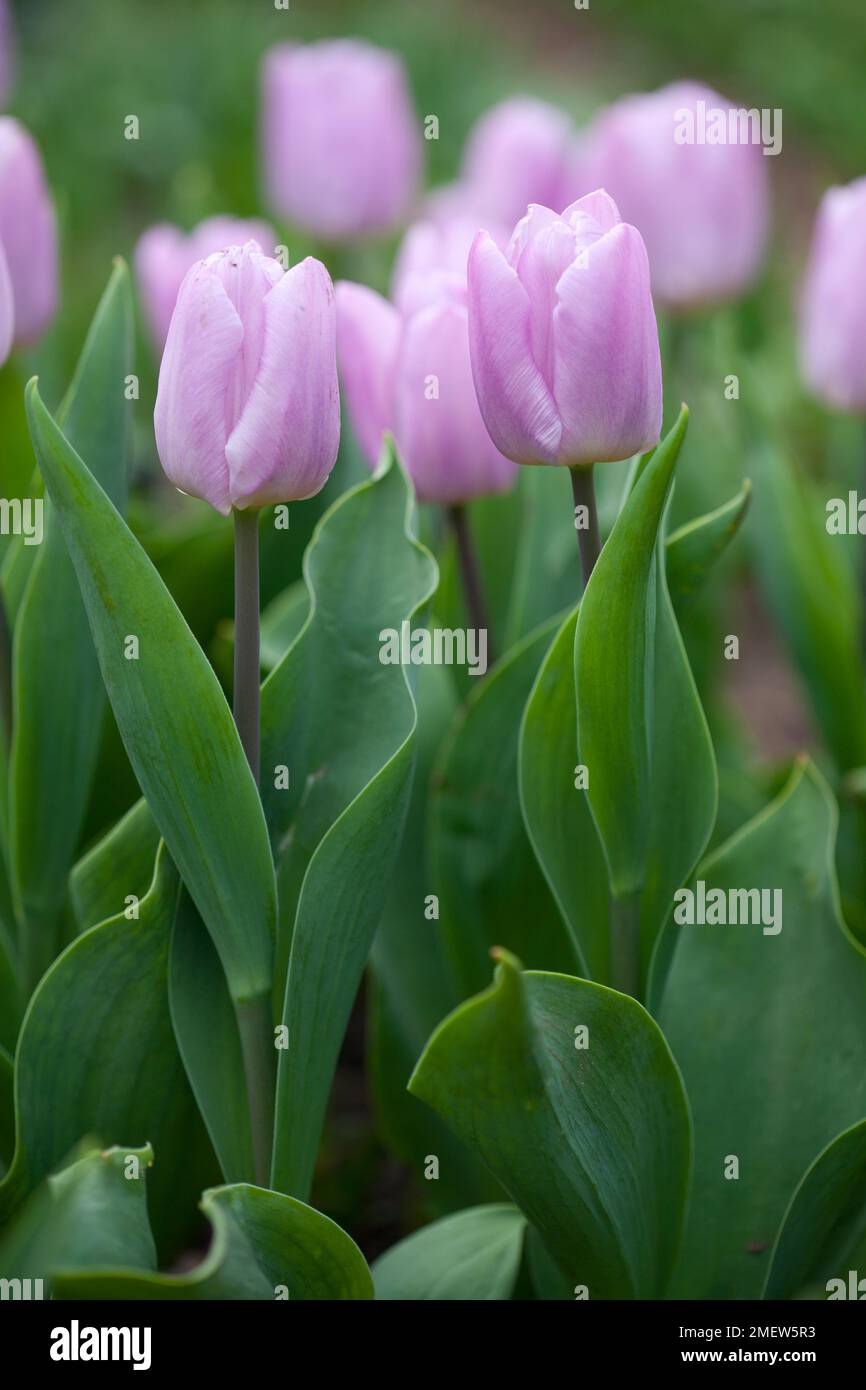 Candy blossom hi-res stock photography and images - Alamy