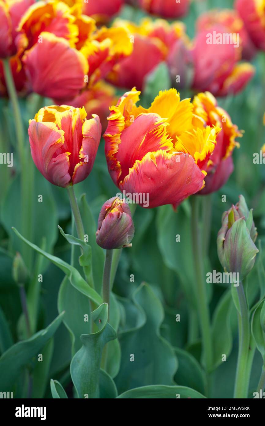 Tulipa bright parrot hi-res stock photography and images - Alamy