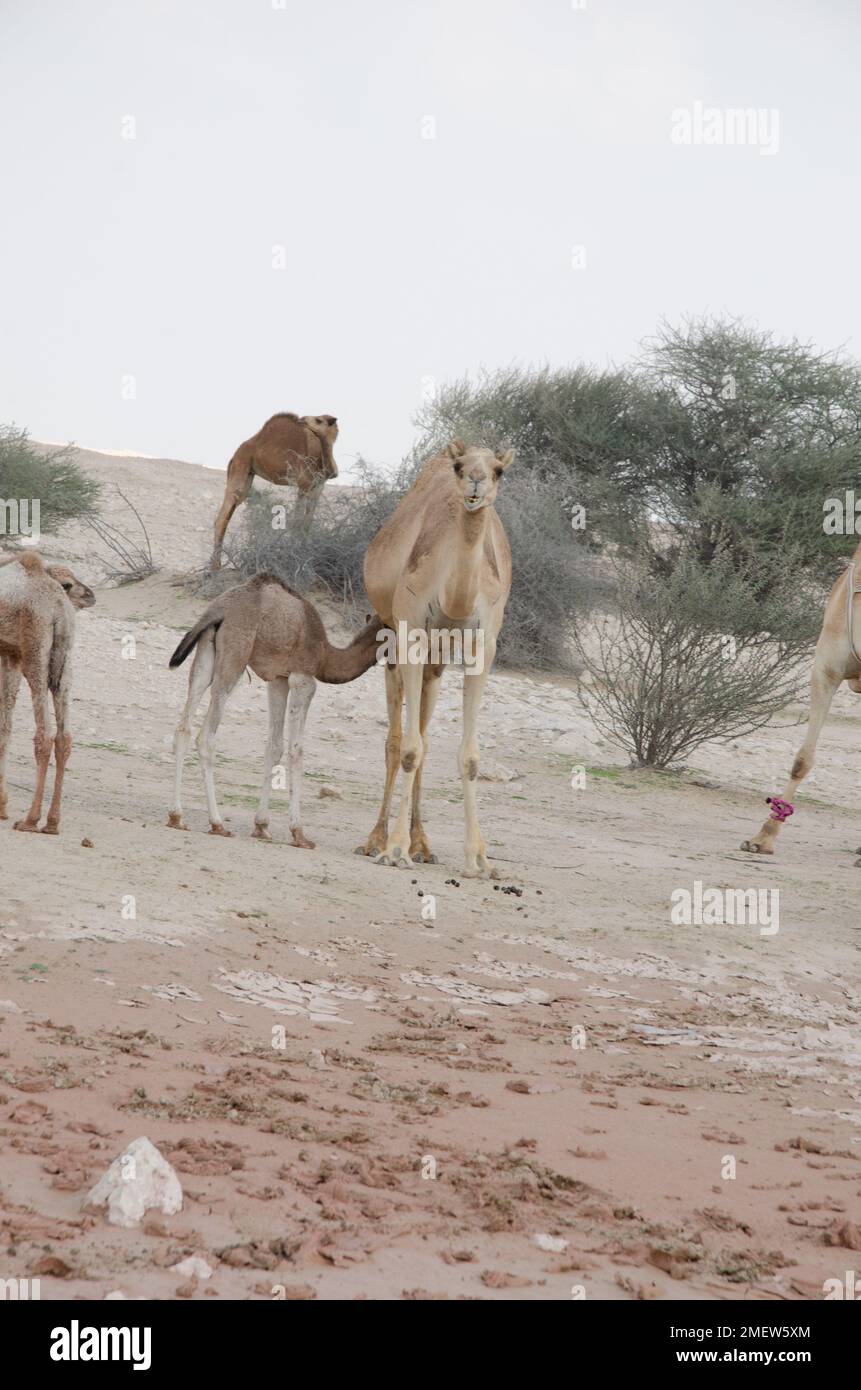 Camels grazing in the desert in Qatar Stock Photo - Alamy