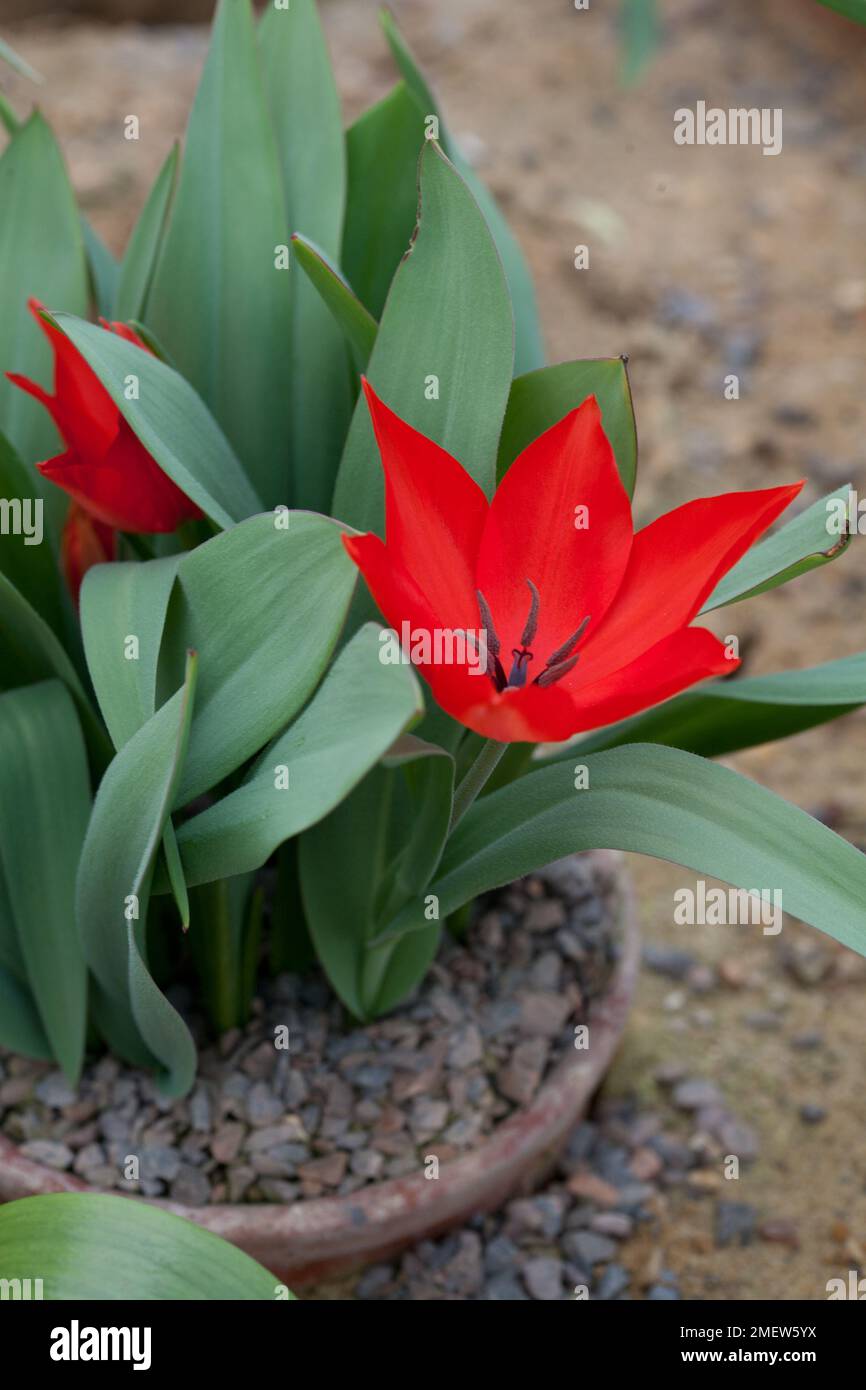 Tulipa praestans hi-res stock photography and images - Alamy