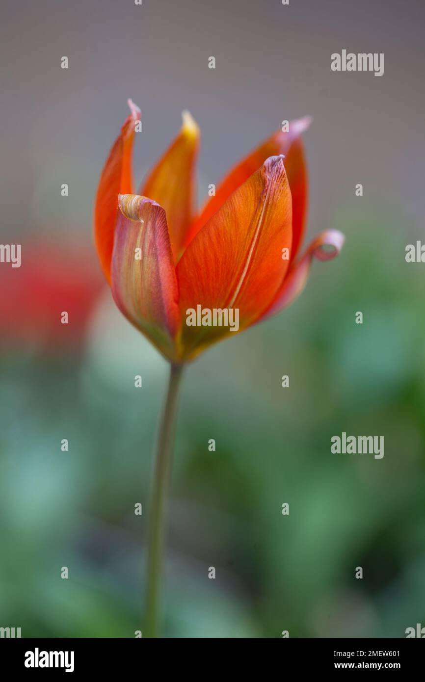 Tulip orphanidea hi-res stock photography and images - Alamy