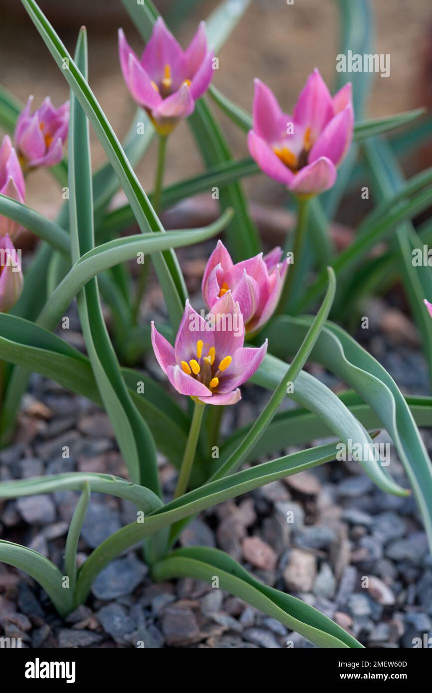 Tulipa humilis hi-res stock photography and images - Alamy