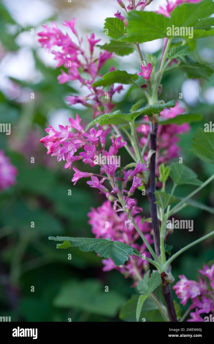 Ribes sanguineum 'Koja' Stock Photo - Alamy
