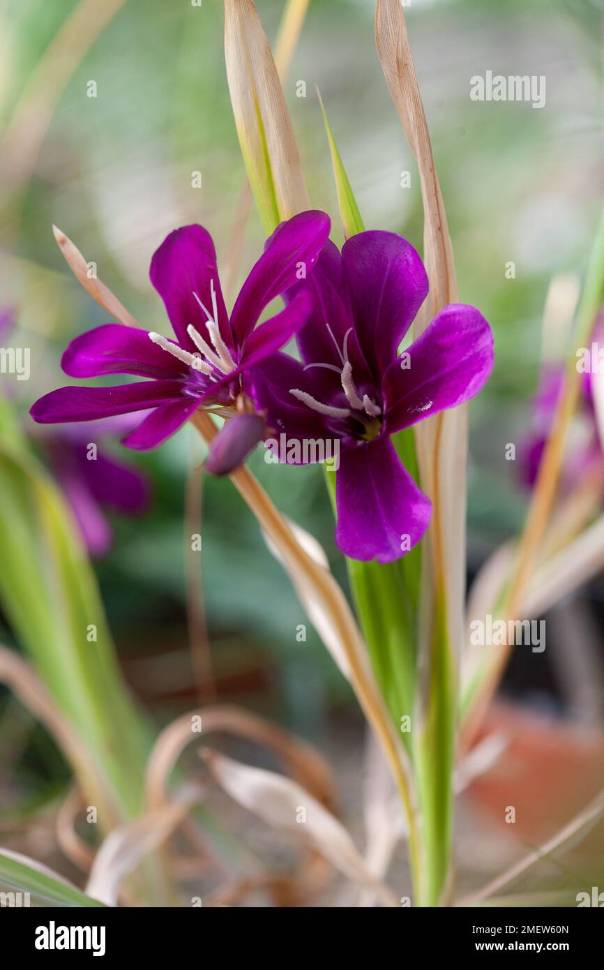 Sparaxis grandiflora subsp grandiflora hi-res stock photography and images - Alamy
