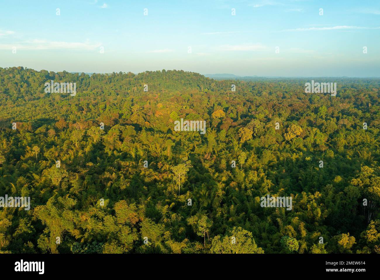 Aerial view of the rainforest in Cat Tien National Park, Vietnam Stock ...