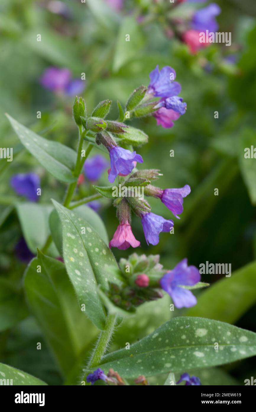 Pulmonaria 'Raspberry Splash' Stock Photo - Alamy
