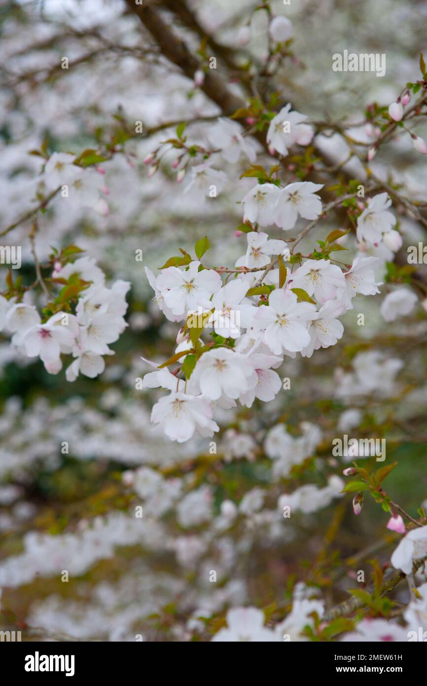 Prunus the bride hi-res stock photography and images - Alamy
