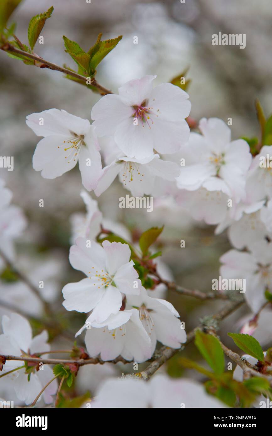 Prunus 'The Bride' Stock Photo - Alamy