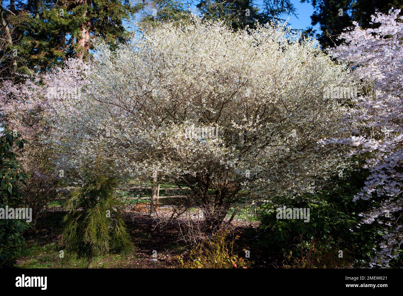 Prunus incisa leaves hi-res stock photography and images - Alamy