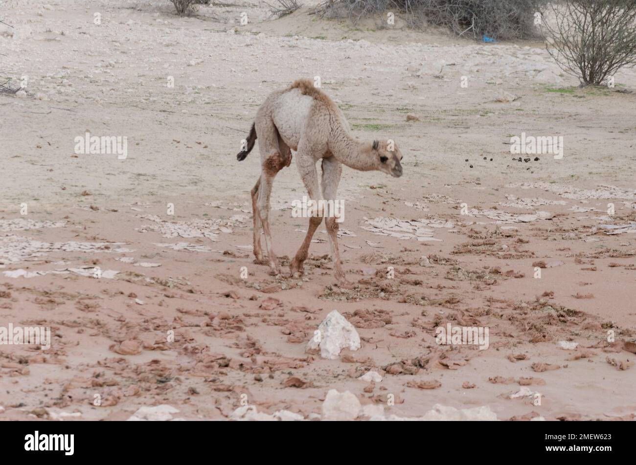 New born camel calf Stock Photo - Alamy