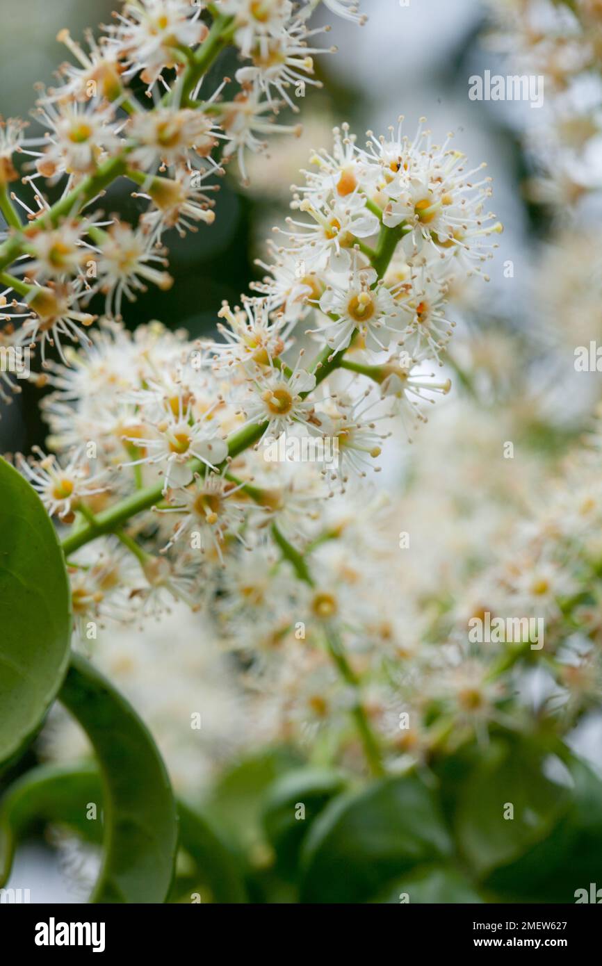 Prunus laurocerasus 'Rotundifolia' Stock Photo - Alamy
