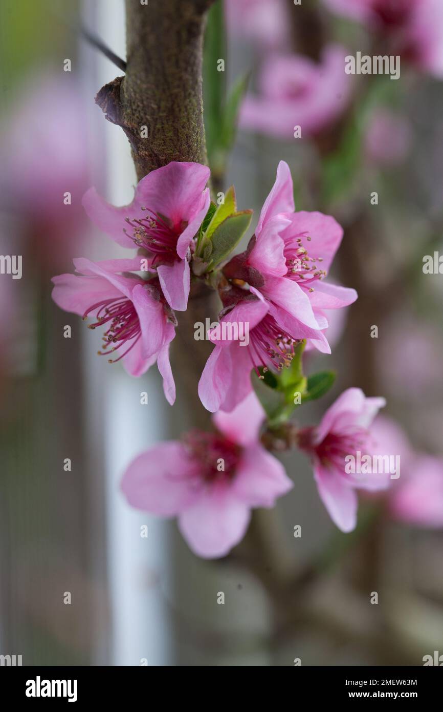Peregrine flower hi-res stock photography and images - Alamy