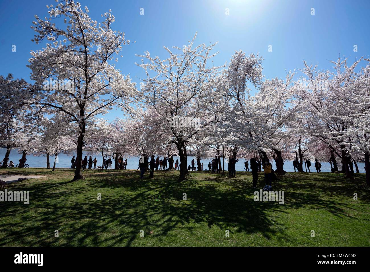 Visitors walk by cherry blossom trees in full bloom on the National ...