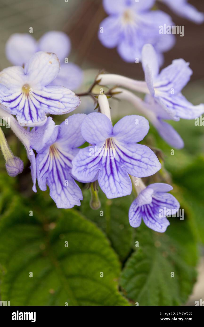 Streptocarpus bethan flower hi-res stock photography and images - Alamy