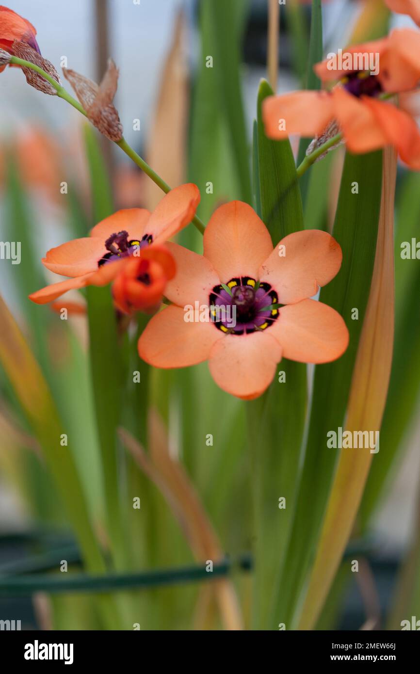 Sparaxis elegans hi-res stock photography and images - Alamy