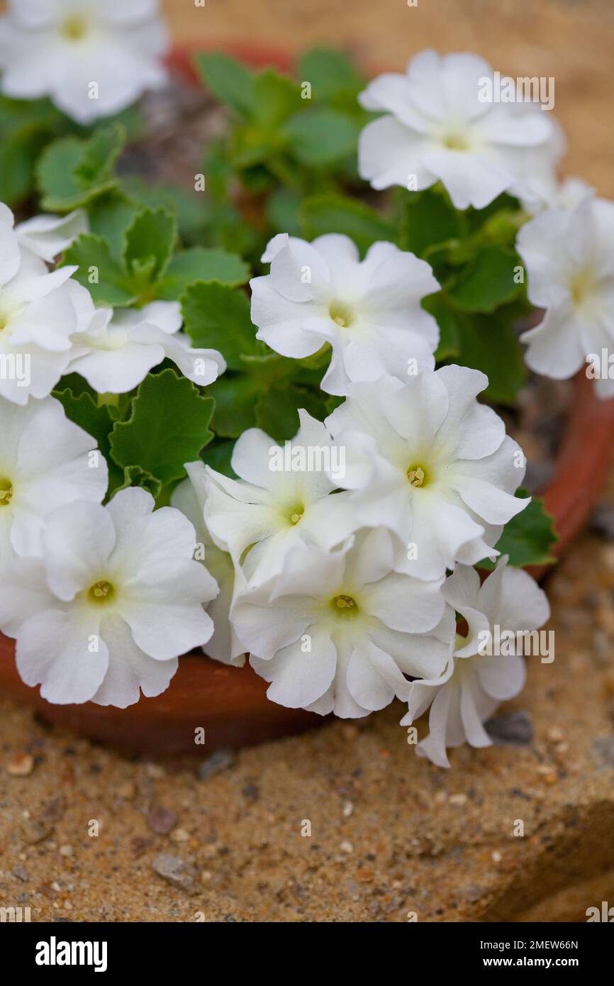 Waves of flowers hi-res stock photography and images - Alamy