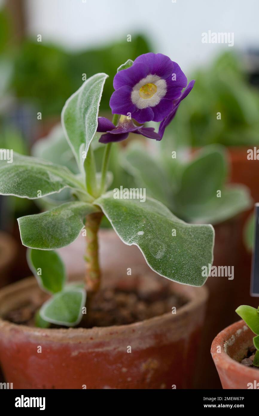 Primula auricula 'Lavender Lady' Stock Photo - Alamy