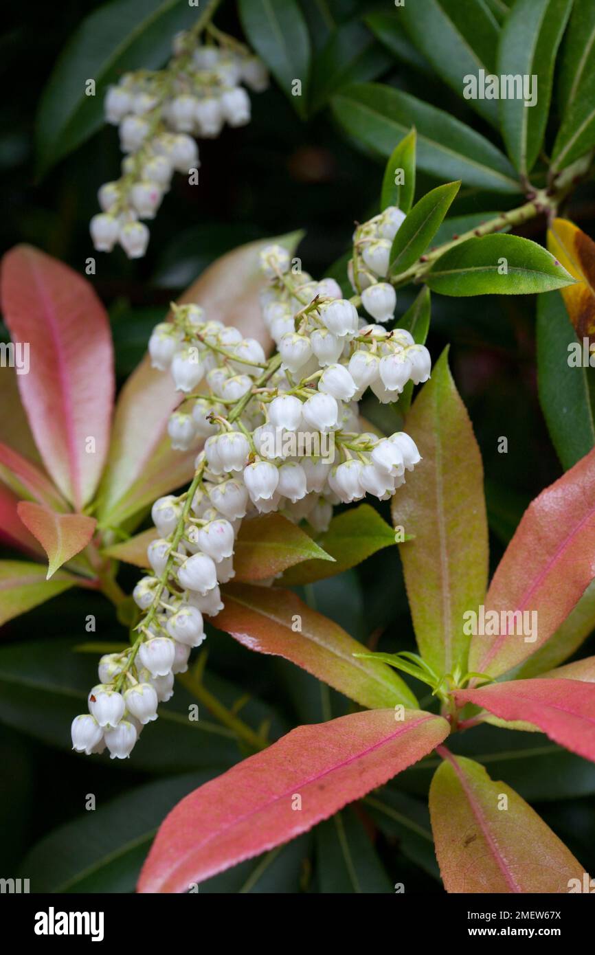 Pieris formosa var forrestii 'Wakehurst' Stock Photo - Alamy