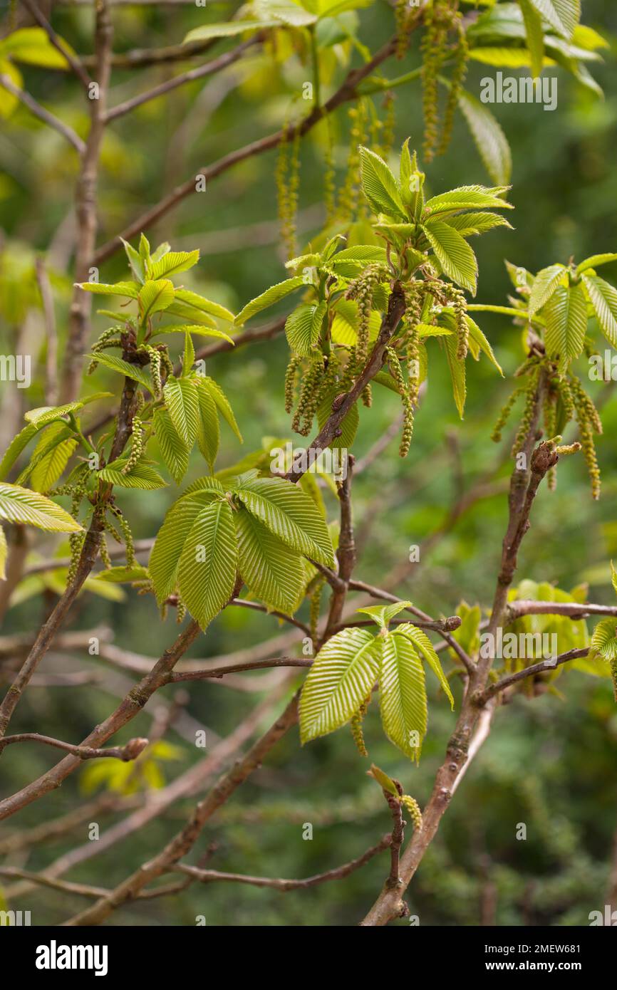 Quercus pontica hi-res stock photography and images - Alamy