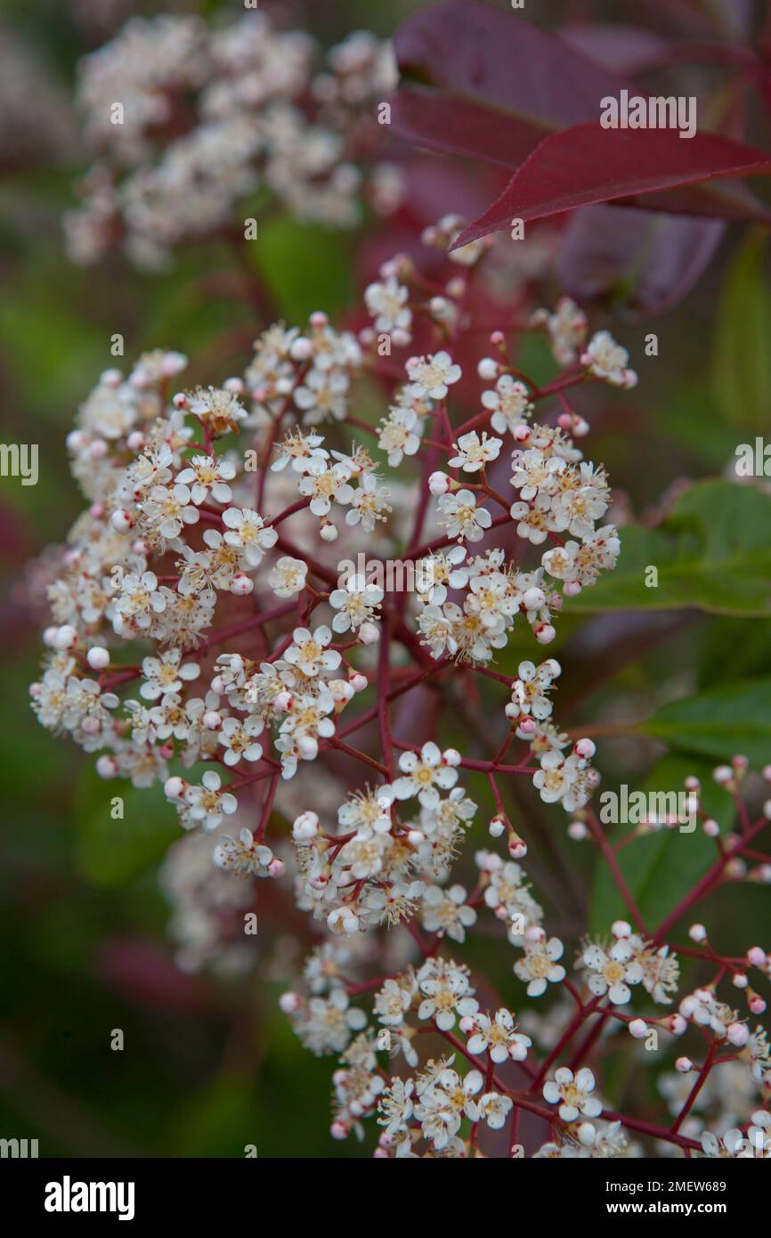Flowering photinia x fraseri hi-res stock photography and images - Alamy