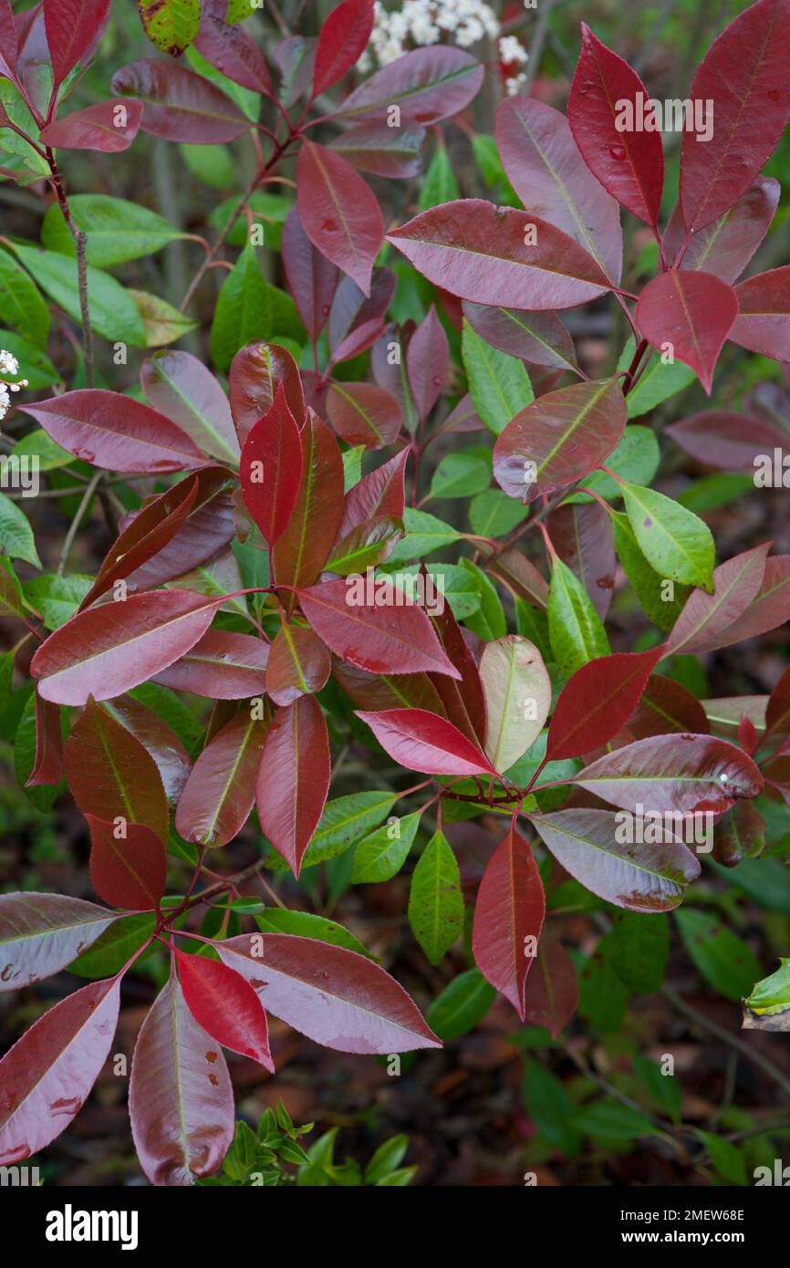 Photinia x fraseri red robin tree hi-res stock photography and images ...