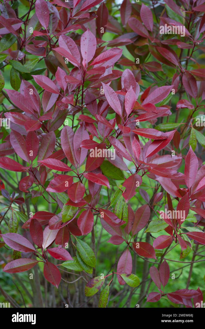 Photinia x fraseri red robin tree hi-res stock photography and images ...