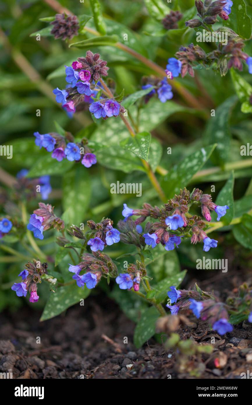Pulmonaria mollis 'Royal Blue' Stock Photo - Alamy