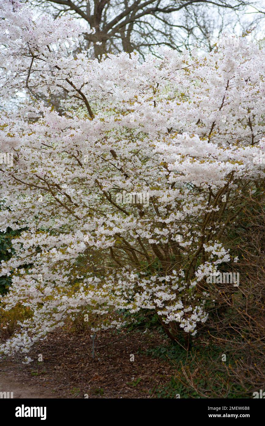 Prunus the bride hi-res stock photography and images - Alamy