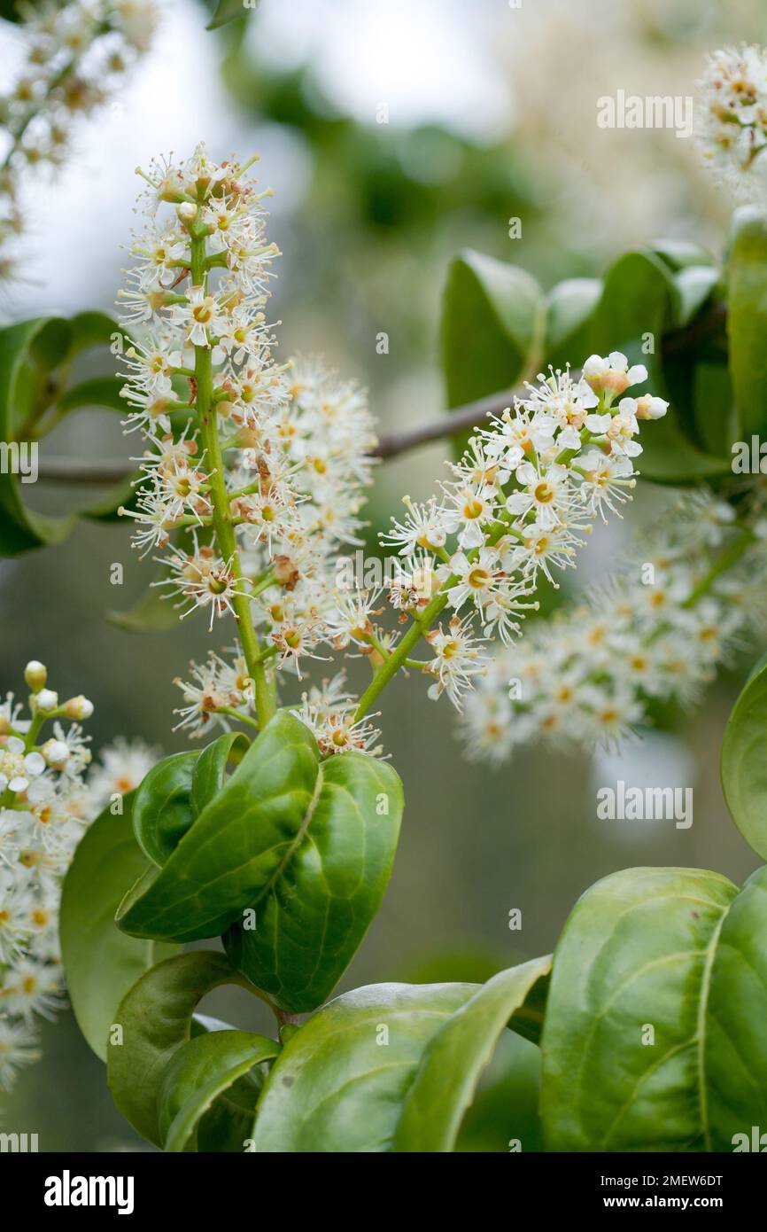 Prunus laurocerasus 'Rotundifolia' Stock Photo - Alamy