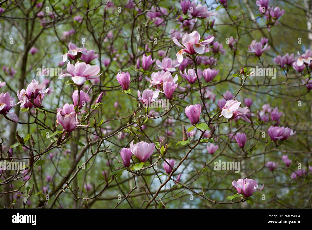 Apollo garden hi-res stock photography and images - Alamy
