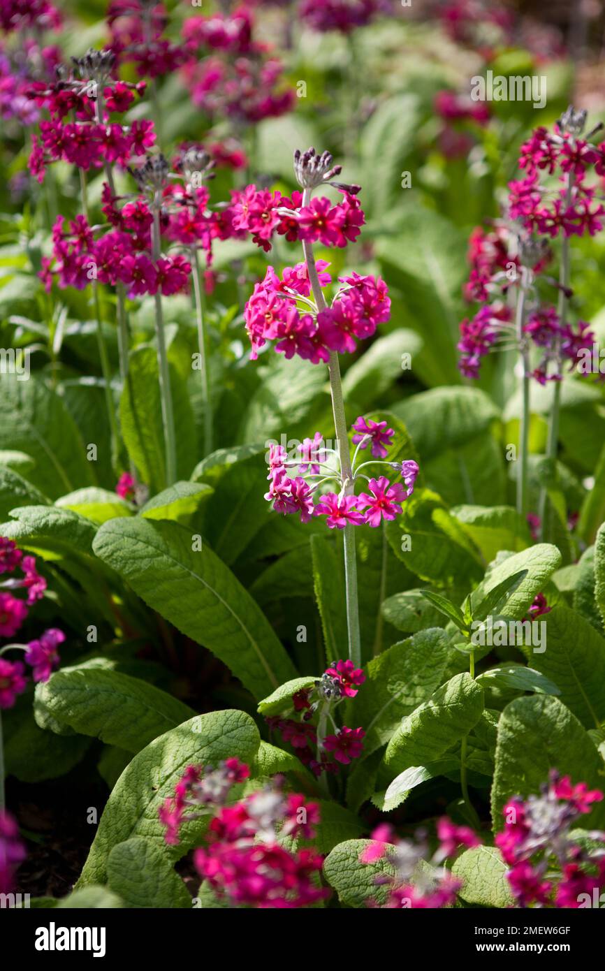 Planting primula flowers hi-res stock photography and images - Alamy
