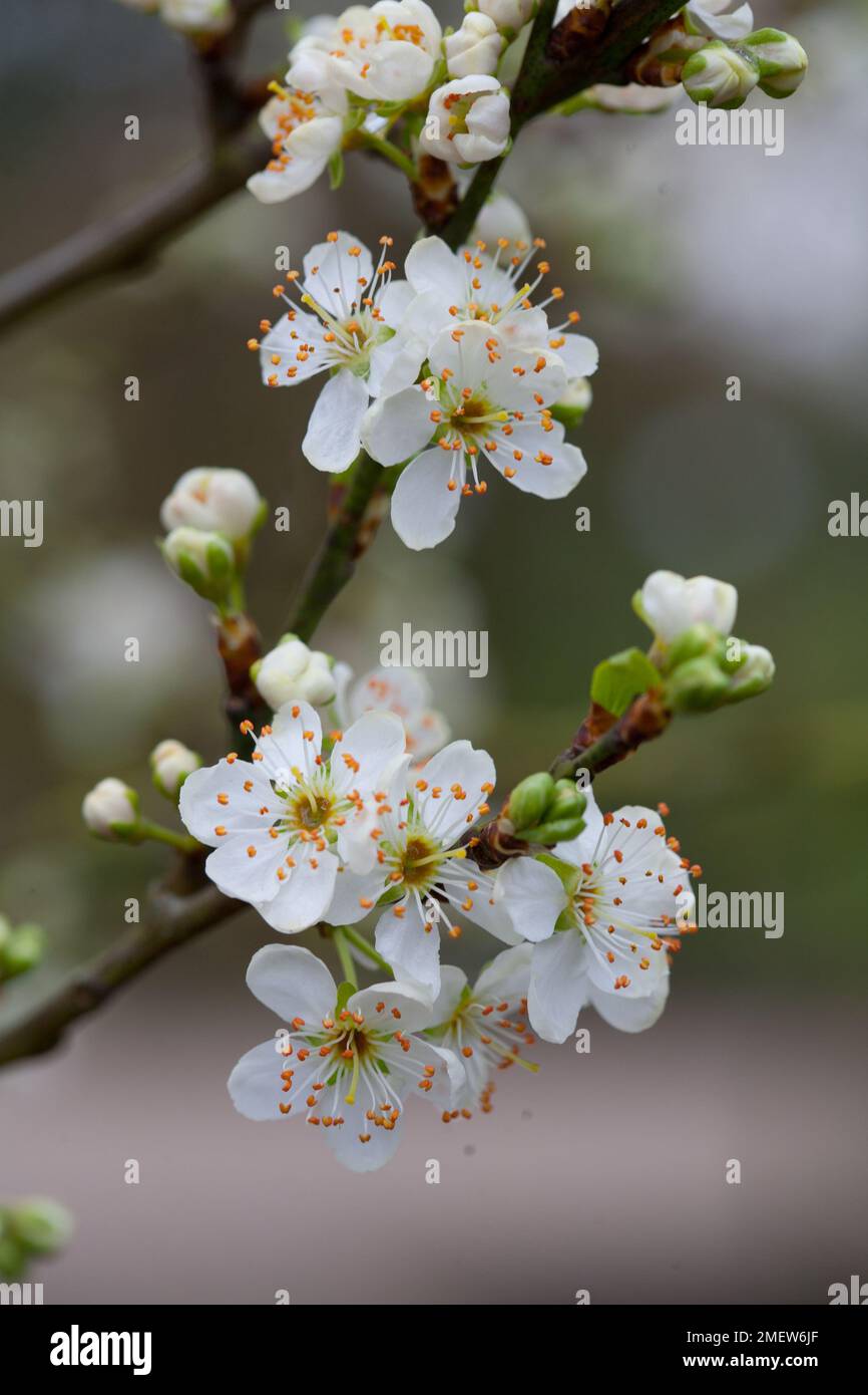 Plum 'Cambridge Gage' Stock Photo - Alamy