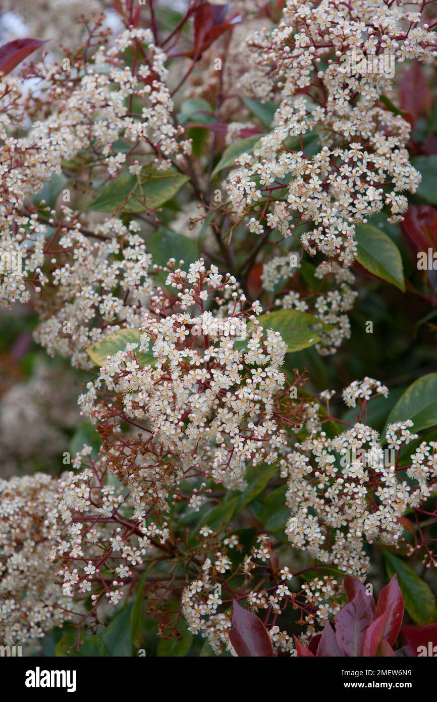 Photinia x fraseri 'Red Robin' Stock Photo - Alamy