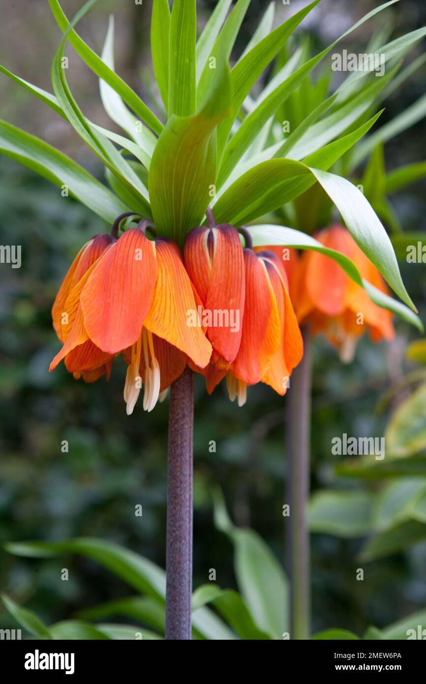 Imperialis rubra hi-res stock photography and images - Alamy