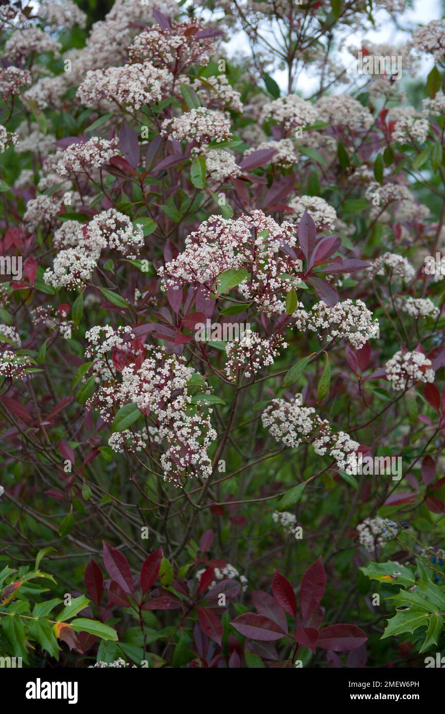 Flowering photinia x fraseri hi-res stock photography and images - Alamy