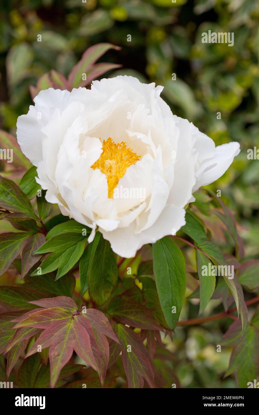 Paeonia suffruticosa 'Hakuo-jisi' Stock Photo - Alamy