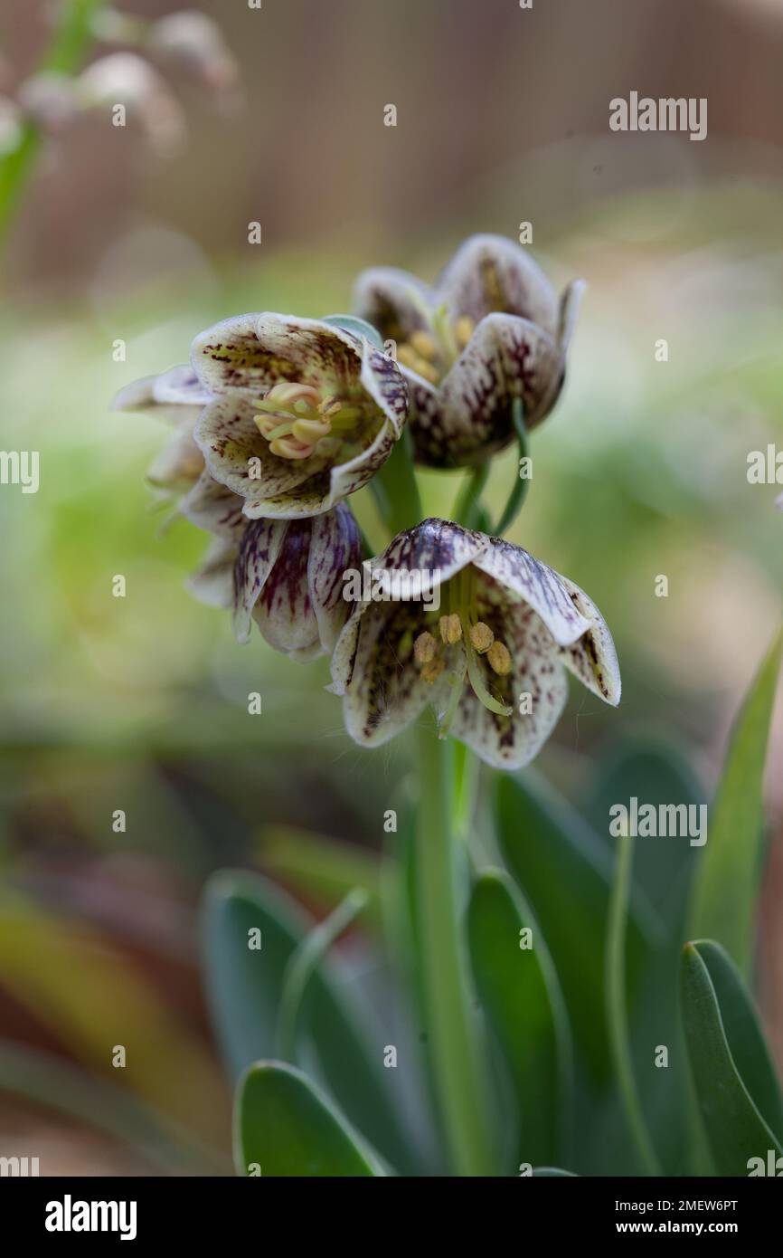 Fritillaria biflora x purdyi Stock Photo - Alamy