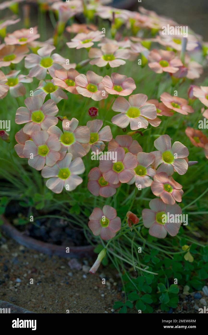 Oxalis obtusa orange and cream Stock Photo - Alamy
