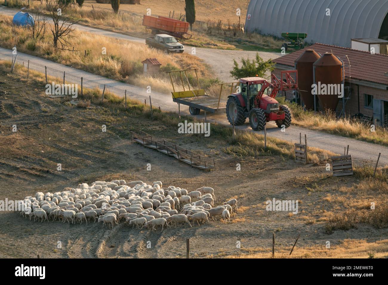 Aerial view of sheep and tractor on farm, Tuscany, Italy Stock Photo ...