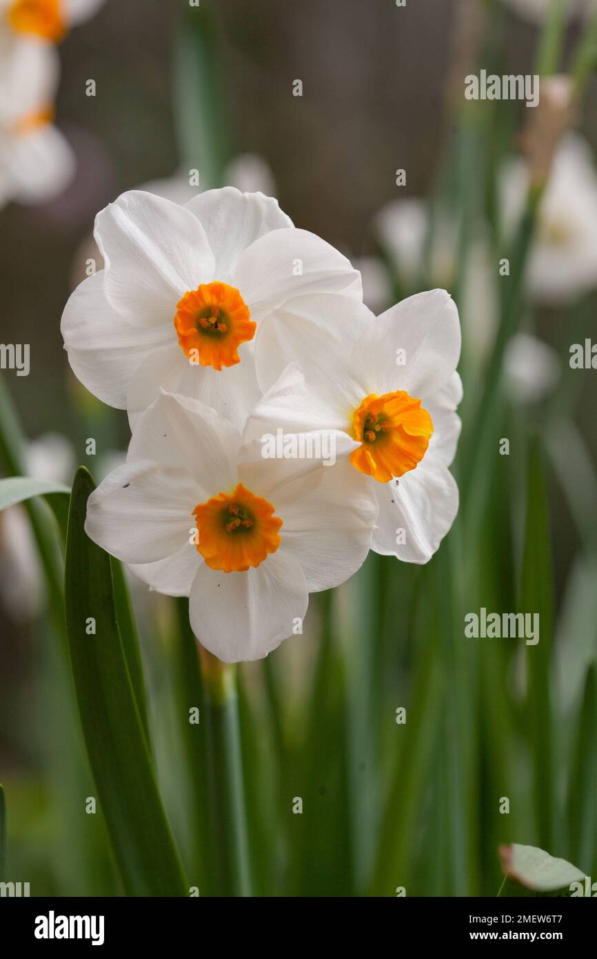 Geranium narcissus hi-res stock photography and images - Alamy