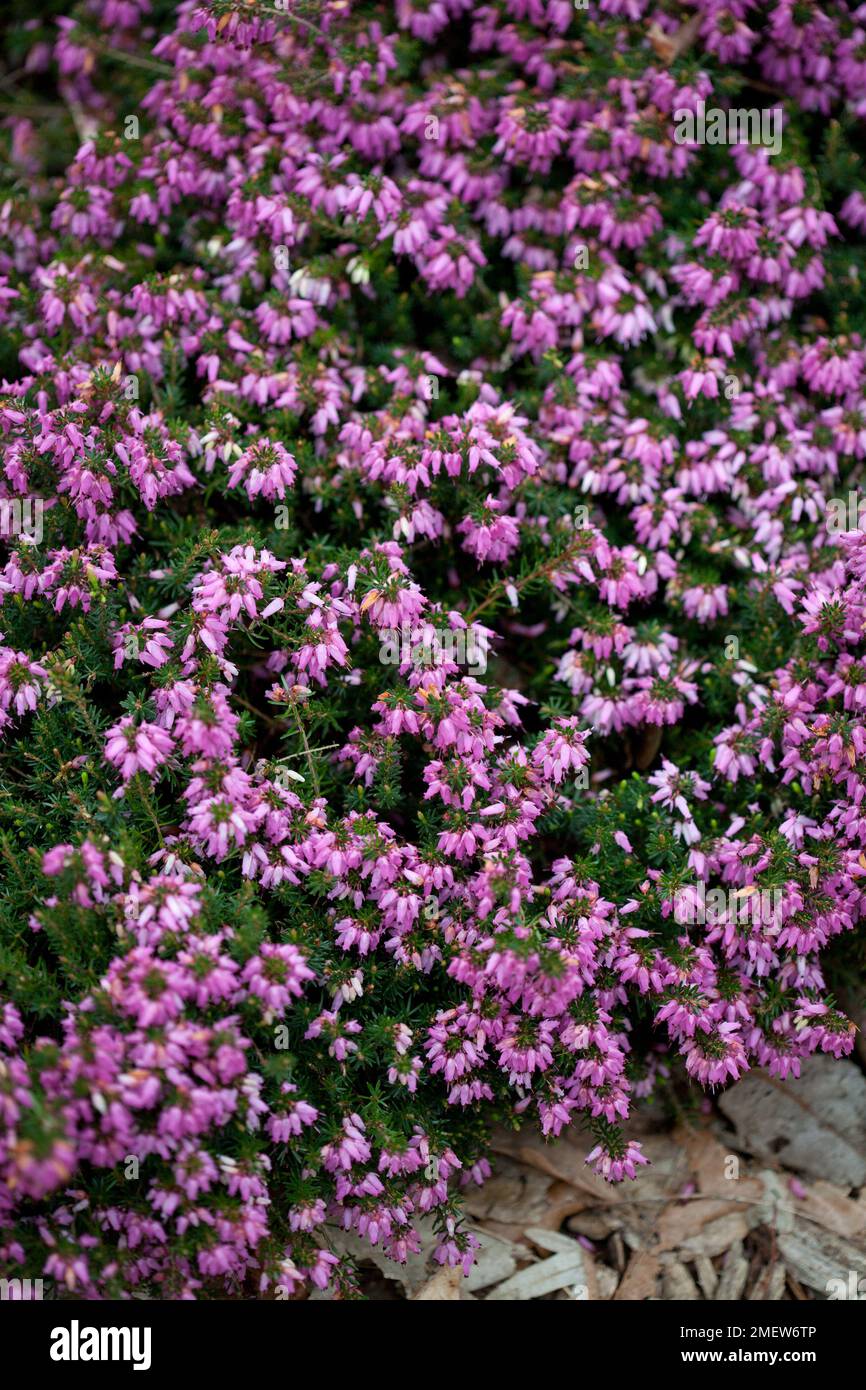 Erica carnea garden hi-res stock photography and images - Alamy