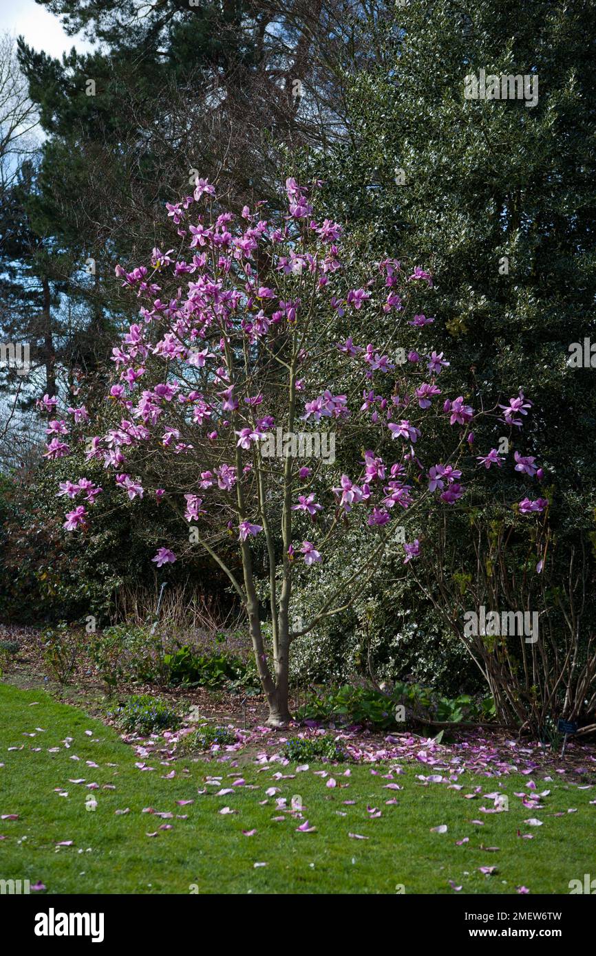 Magnolia jc williams hi-res stock photography and images - Alamy