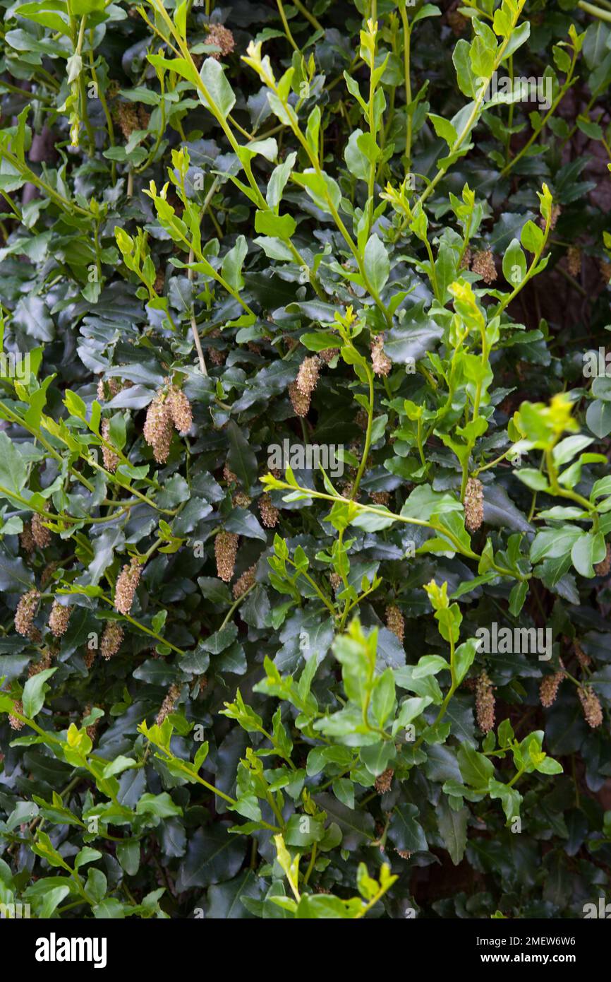 Ercilla plant hi-res stock photography and images - Alamy