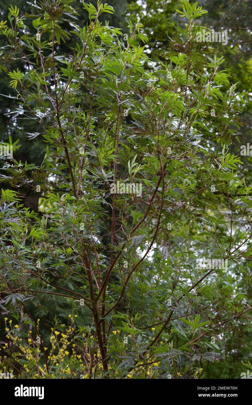 Lyonothamnus floribundus subsp. aspleniifolius Stock Photo - Alamy