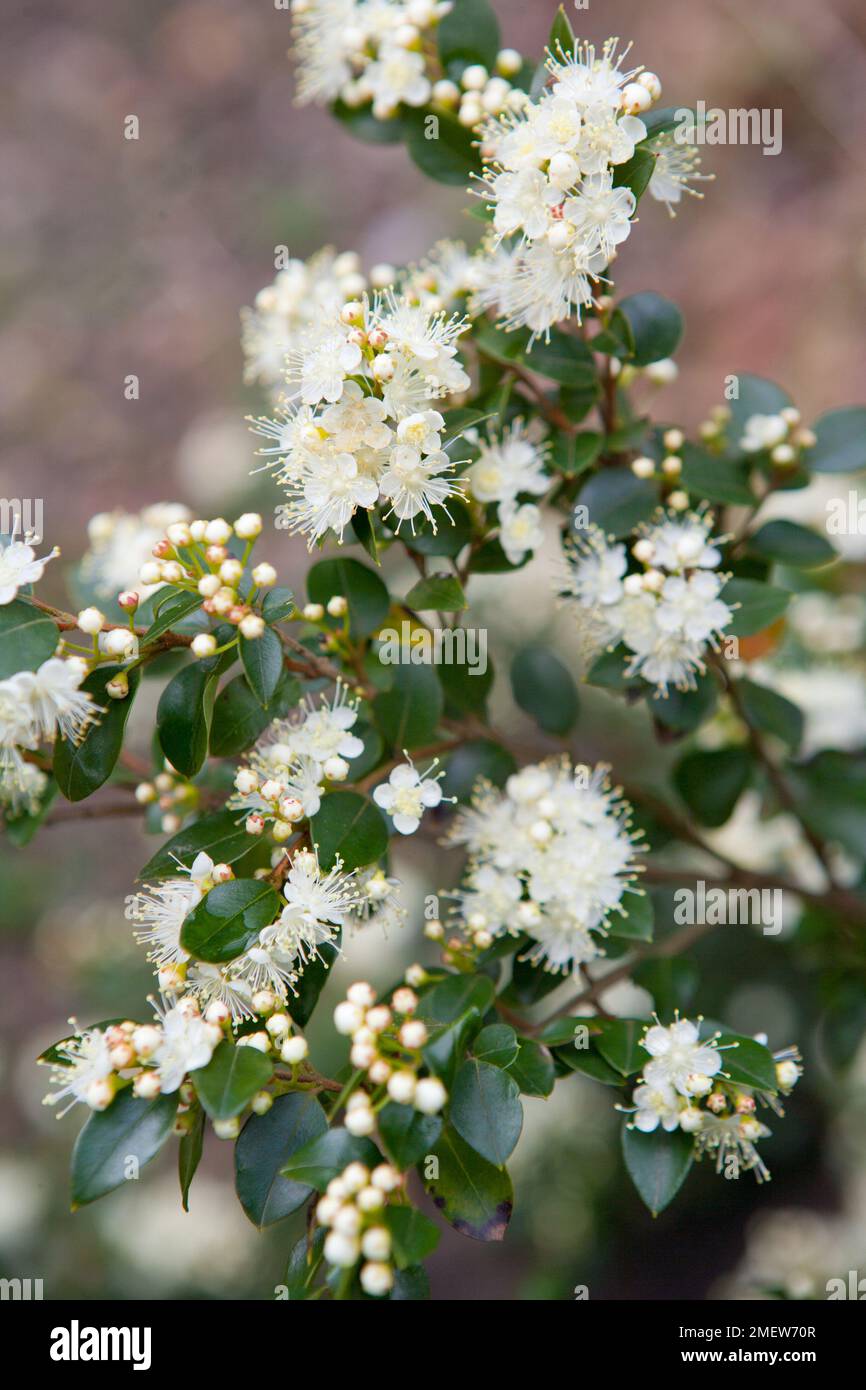 Luma apiculata hi-res stock photography and images - Alamy